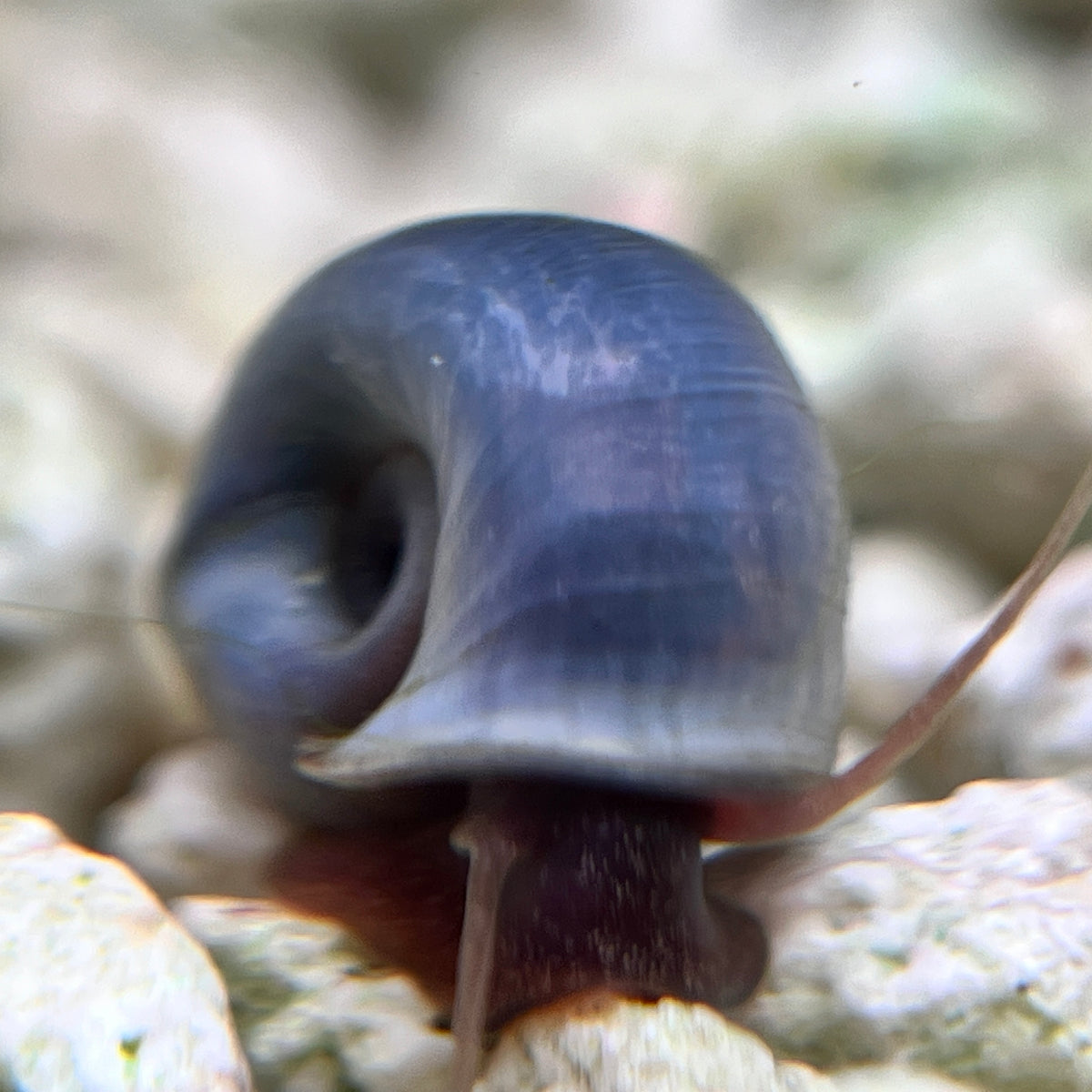 About Blue Ramshorn Snails – Canada Guppies