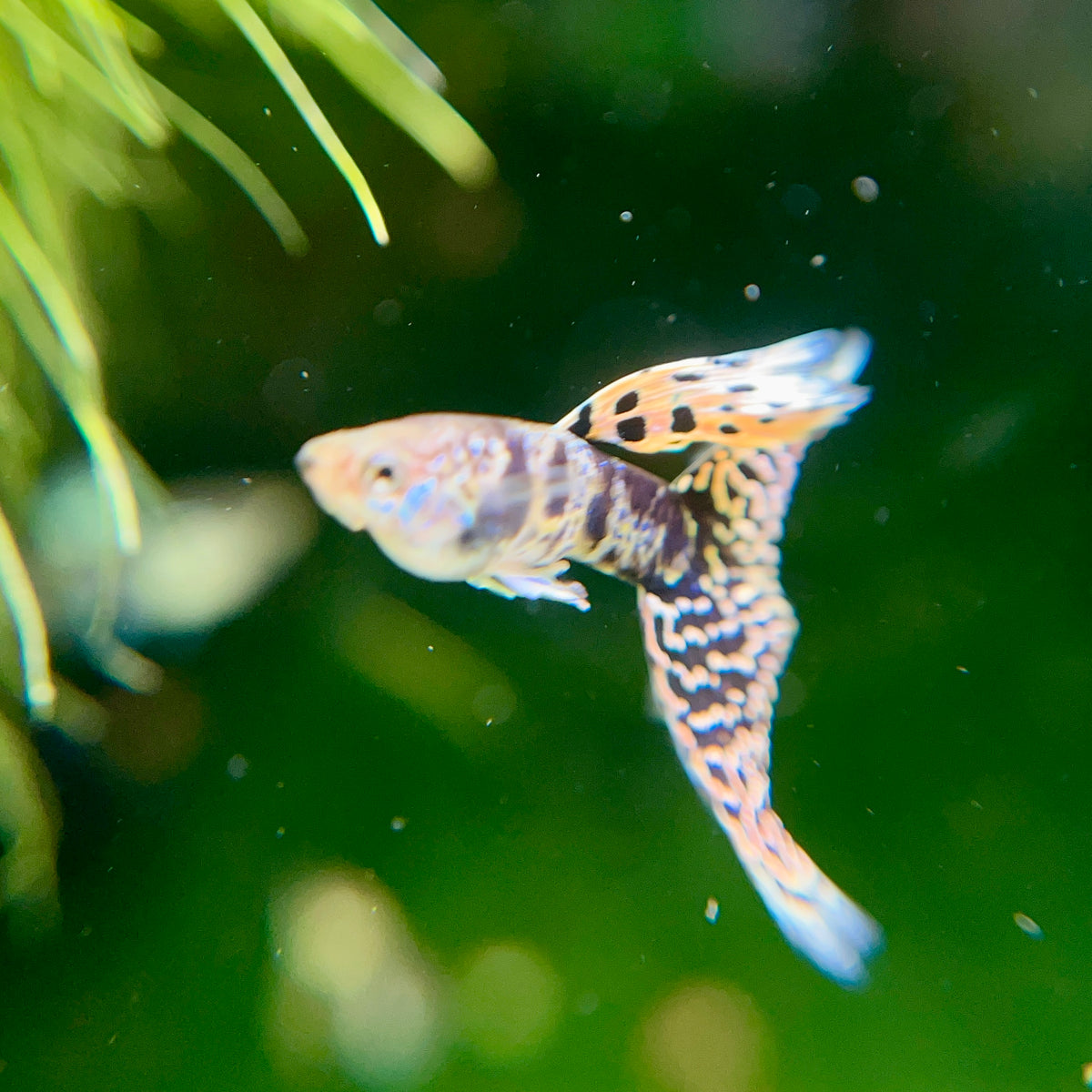 Understanding Guppy Behavior: Decoding the Hidden Messages of Your Fish