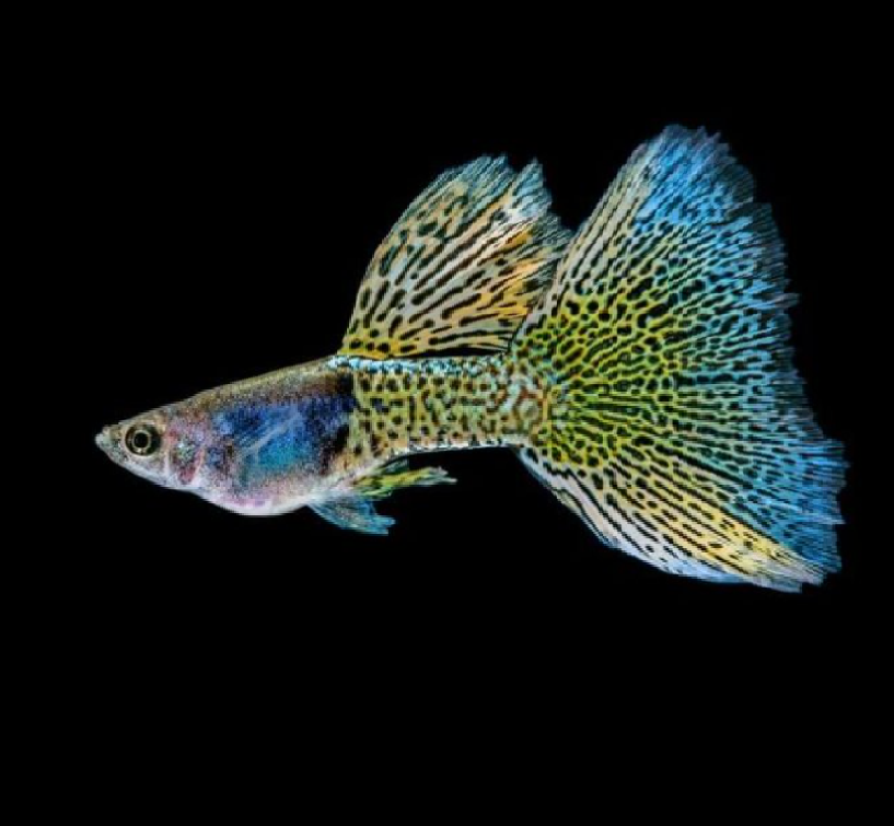 Beyond Flakes and Pellets: A Comprehensive Guide to Proper Fish Nutrit