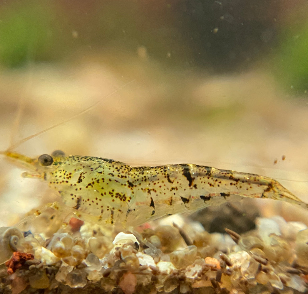 The Importance of Culling for Guppy Strains: Genetics Maintenance Guide