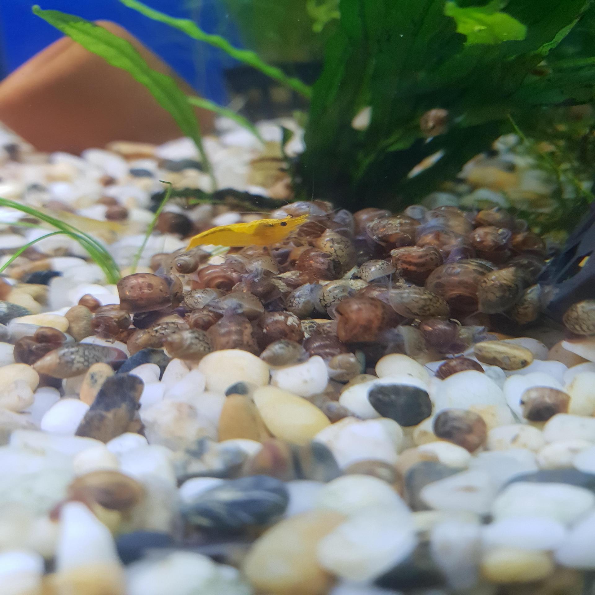 Escargone Wild: How to Manage and Prevent Snail Infestations in Your A