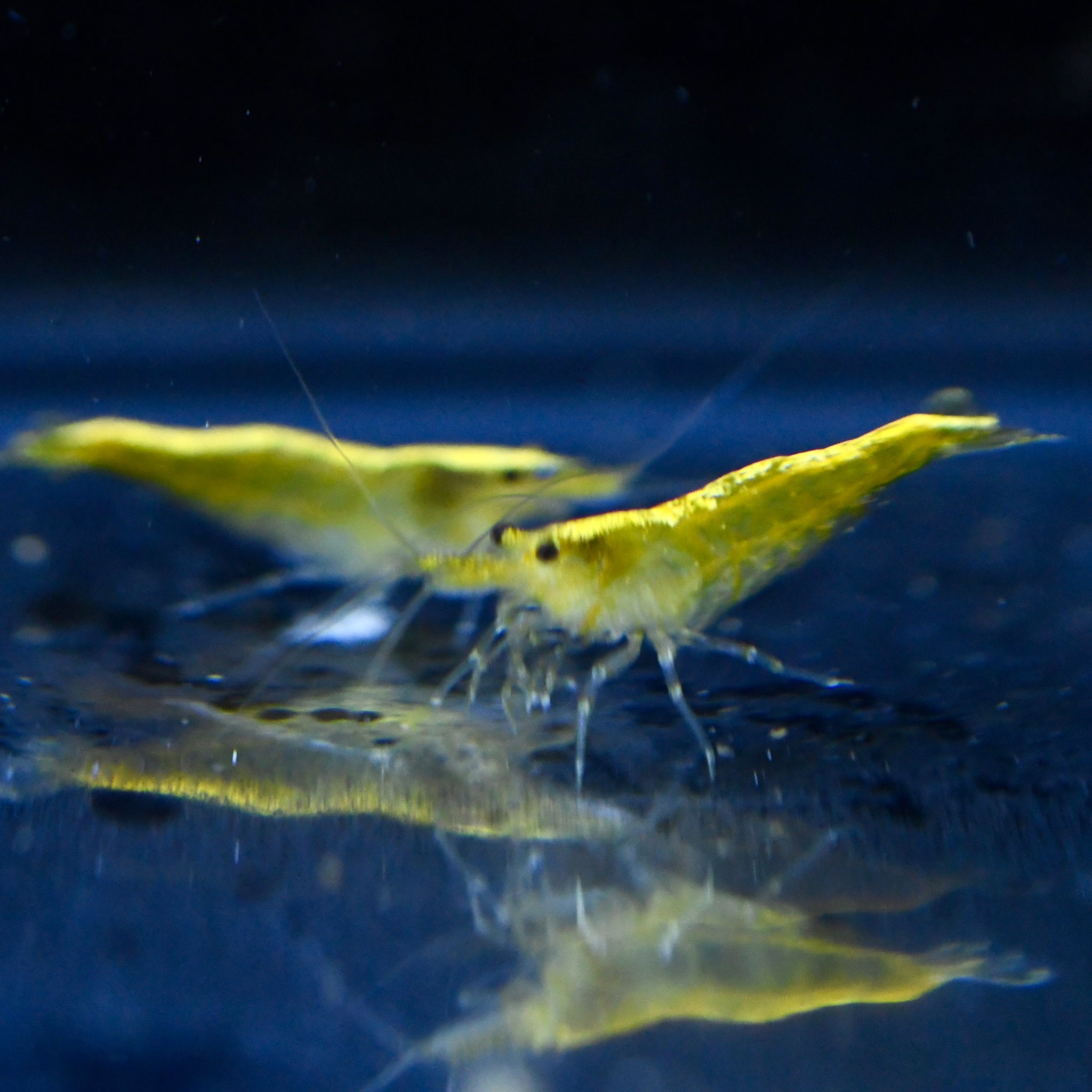 Yellow Golden Back Shrimp – Must-Have for Fish Keepers