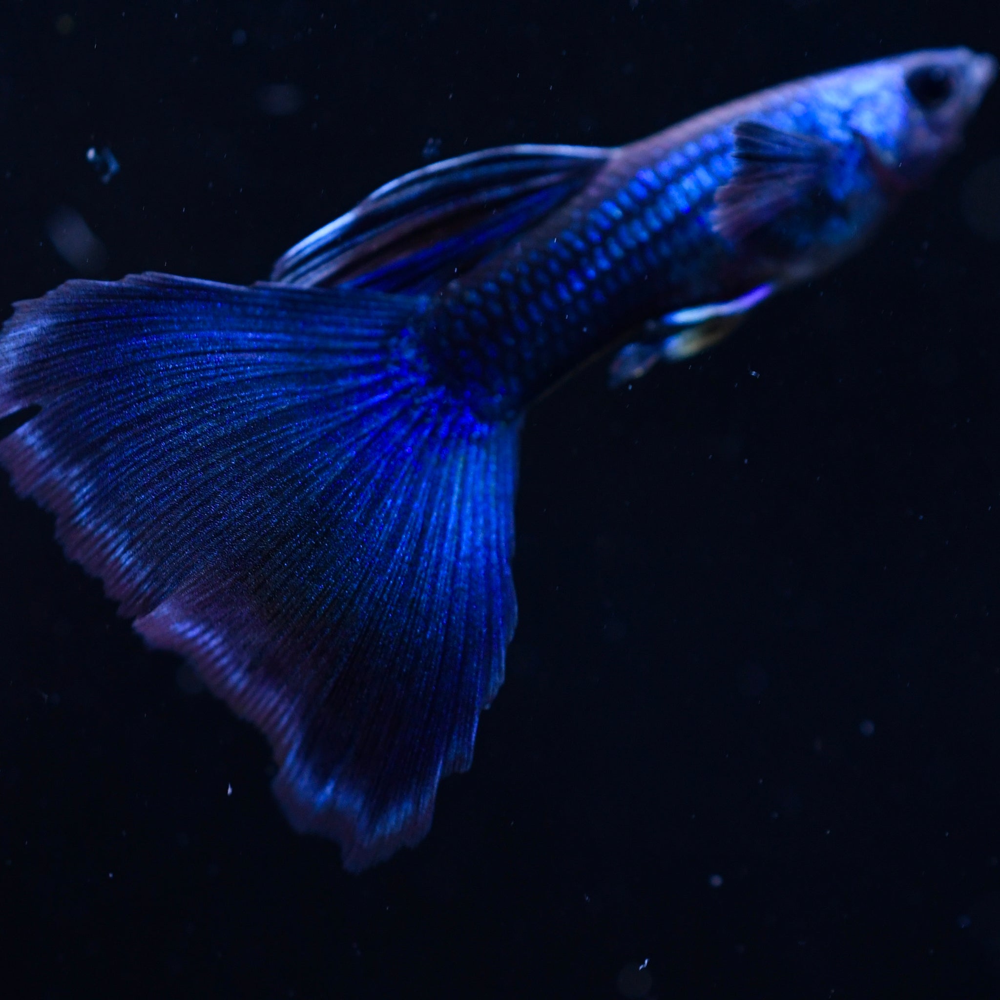 Buy Blue Moscow Guppies – Deep Blue Show-Grade Fish