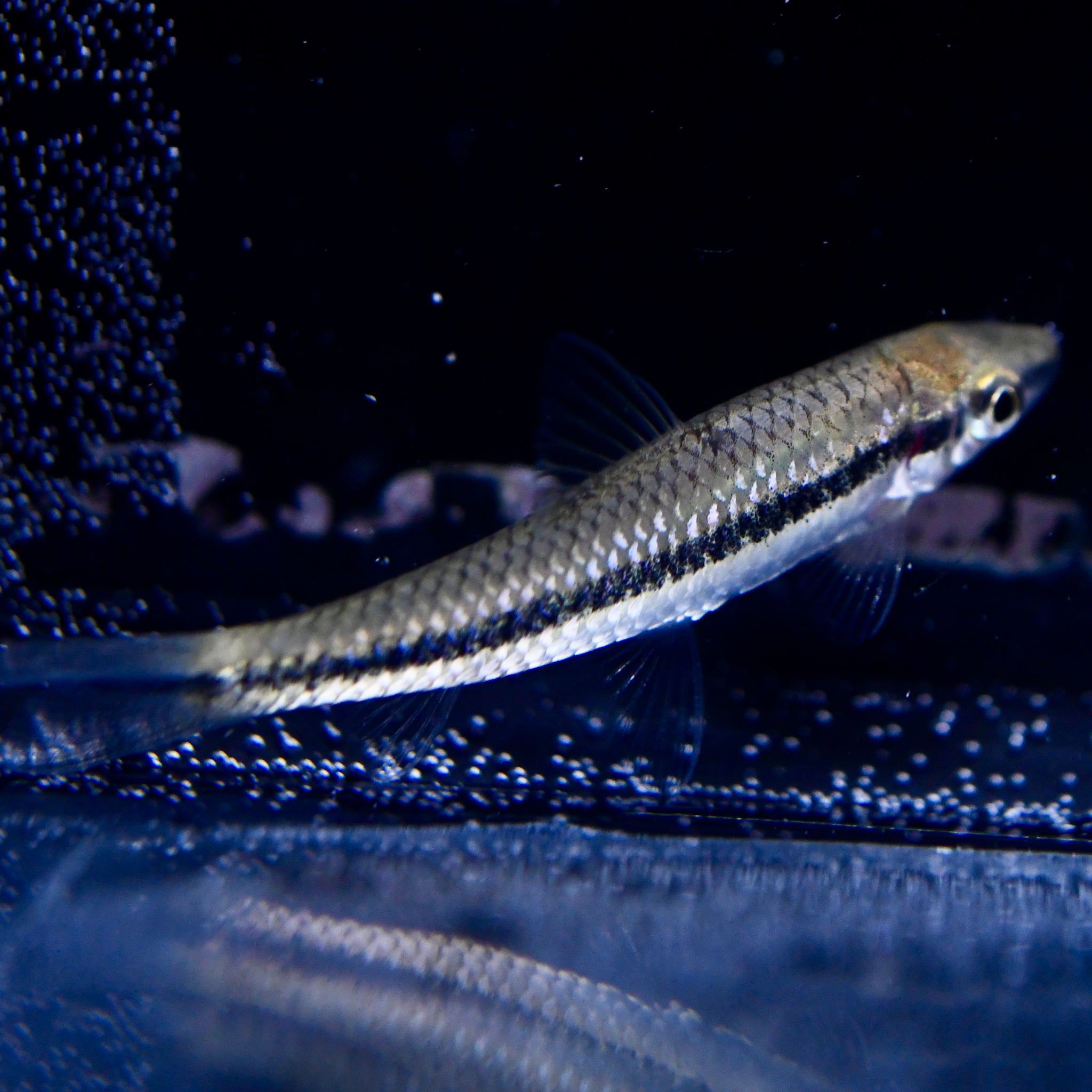 Siamese Algae Eater – Algae Control Fish Canada