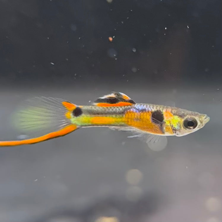 Buy Santa Maria Endler Guppies – Pure Strain, Long-Term Bred