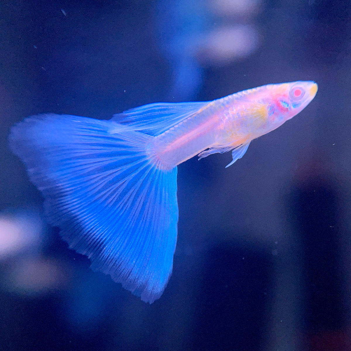 Buy Electric Blue Topaz XL Tail Guppies – Bold and Beautiful