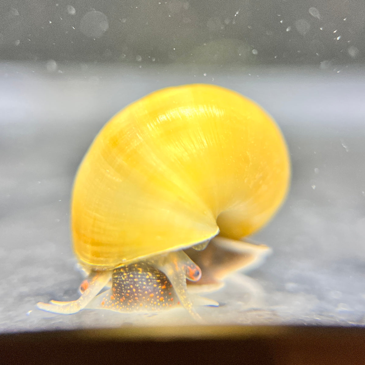 Buy Jade Mystery Snails – Unique and Eye-Catching!